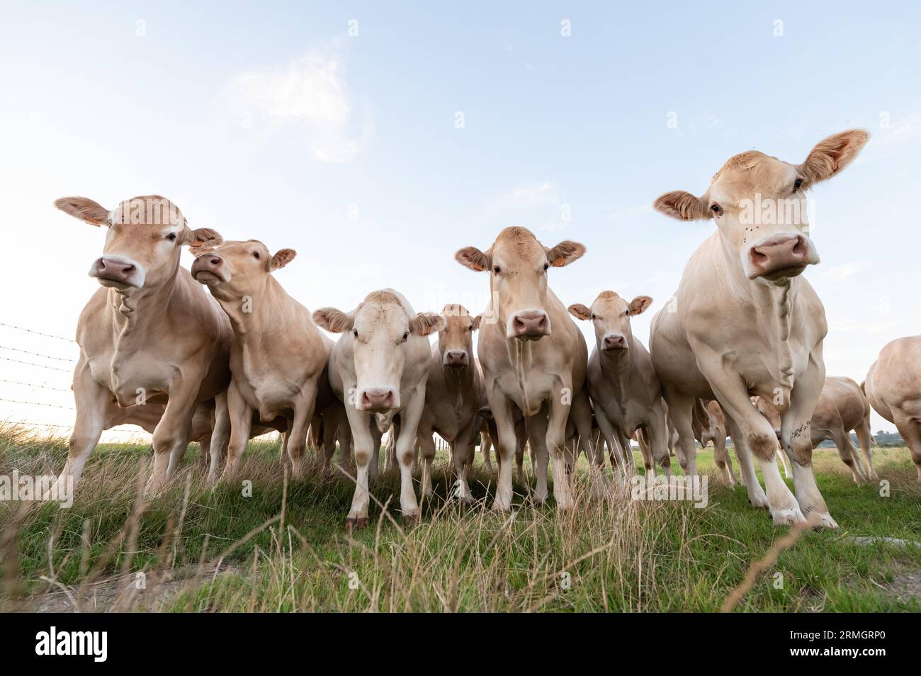 Dieppe, France. 19th Aug, 2023. Blonde d'Aquitaine cattle standing in a ...
