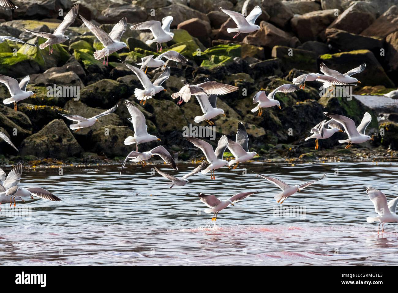 Gulls flying round the outfall from the fish packing factory at Mid ...