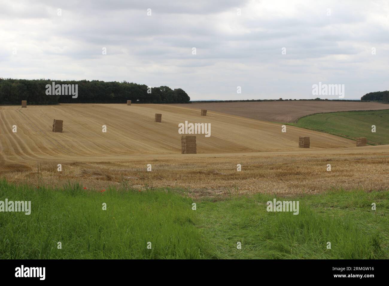 Market Weighton East Riding of Yorkshire August 23rd 2023 Square bales ...