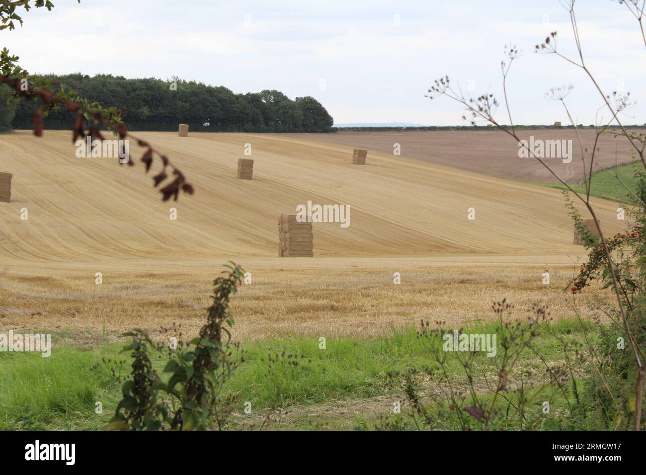 Market Weighton East Riding of Yorkshire August 23rd 2023 Square bales ...