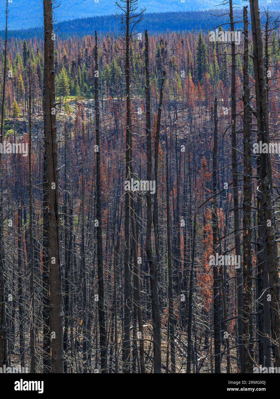 The charred and blackened trunks of trees after a forest fire Stock ...