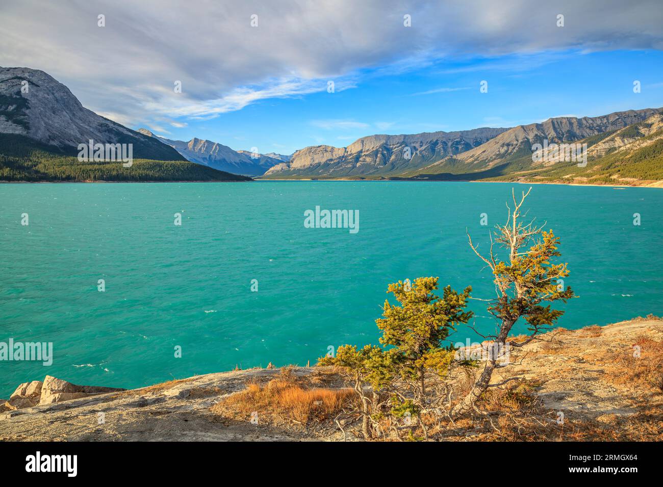 Stunted trees growing on a windswept promontory at the edge of Abraham ...