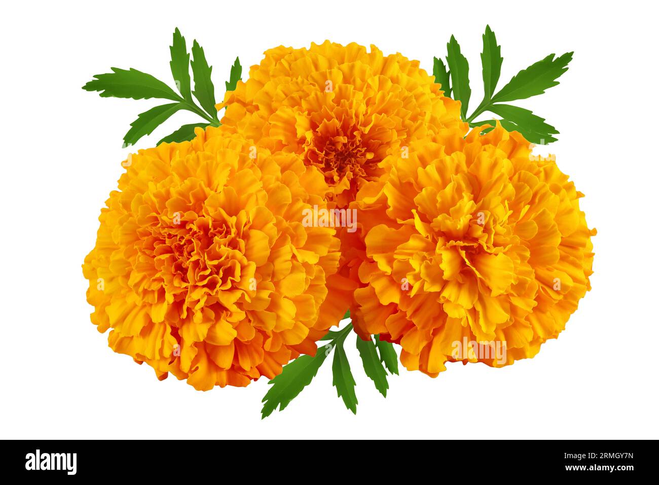 fresh marigold or tagetes erecta flower isolated on white background ...