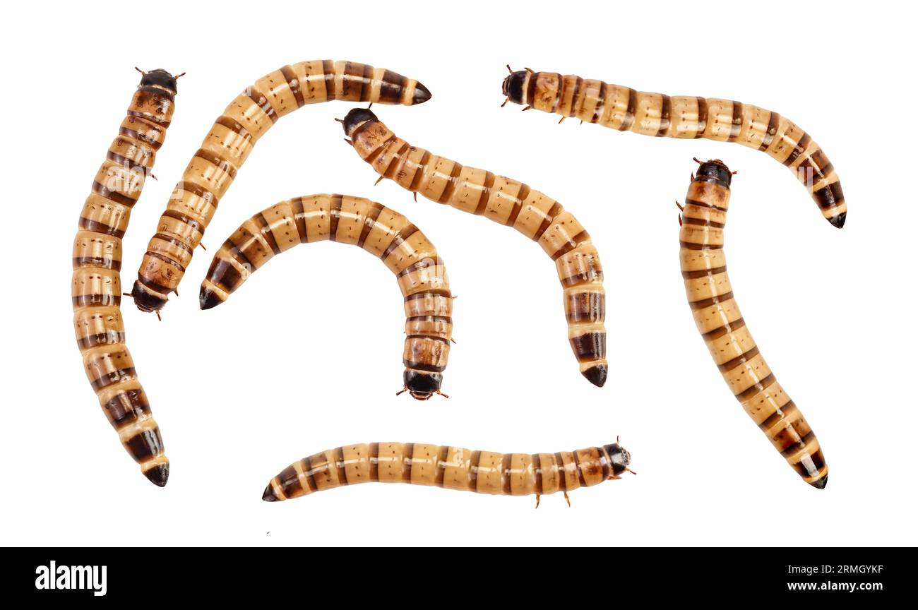 Superworm larvae hi-res stock photography and images - Alamy