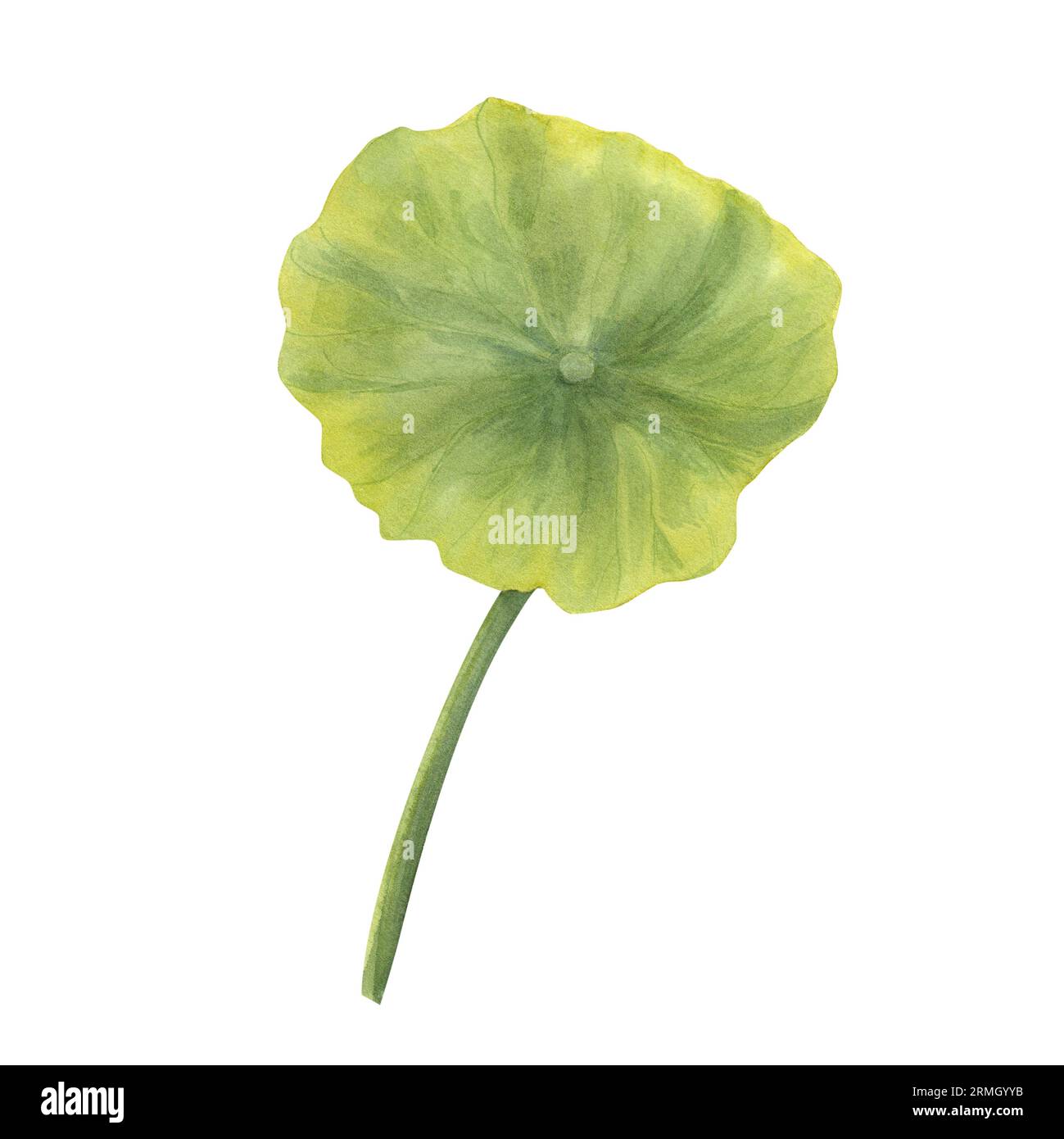 Green Lotus leaves. Water Lily leaf. Single element. Watercolor ...