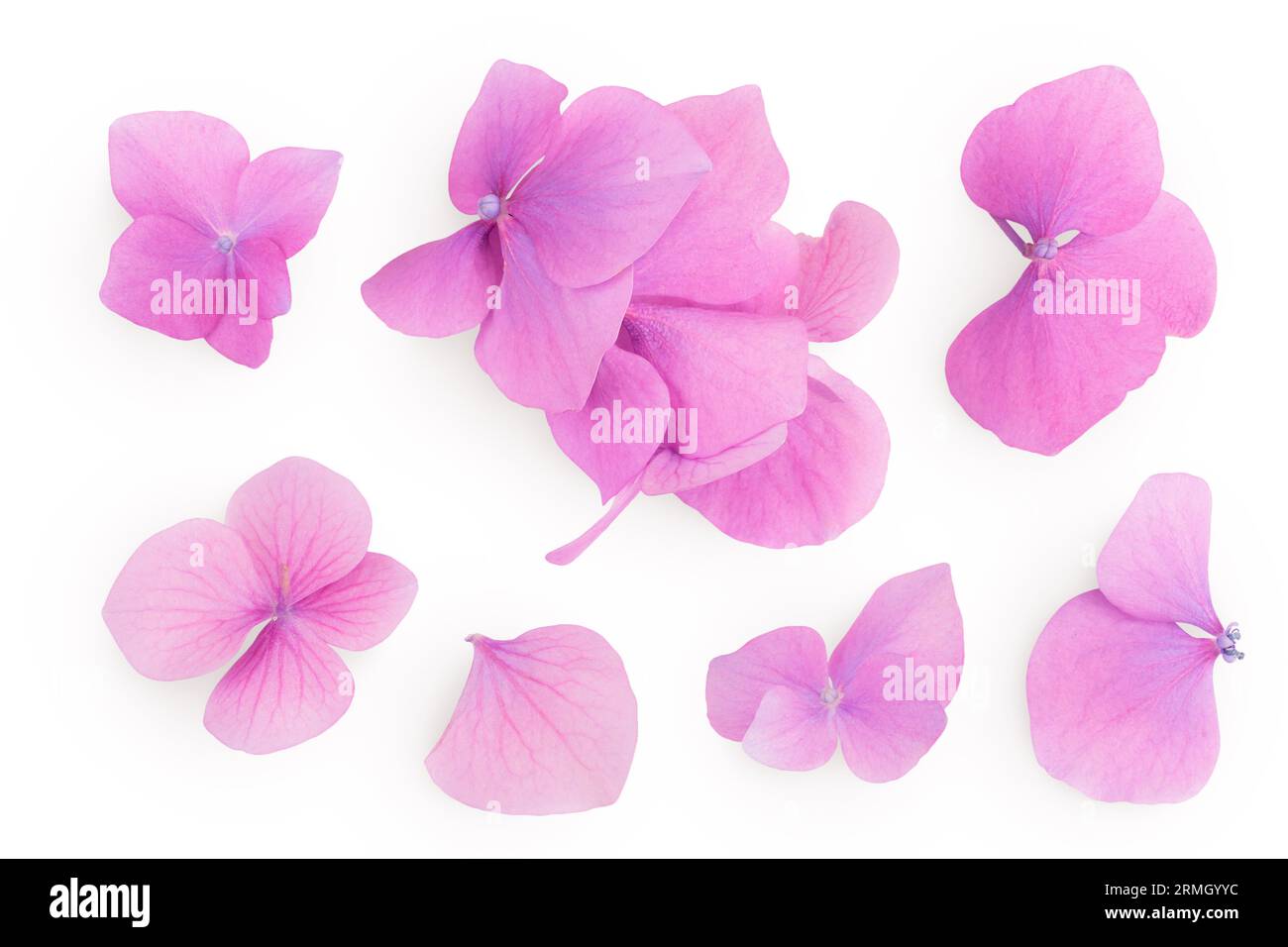 Pink Hydrangea flower isolated on white background. Top view. Flat lay ...