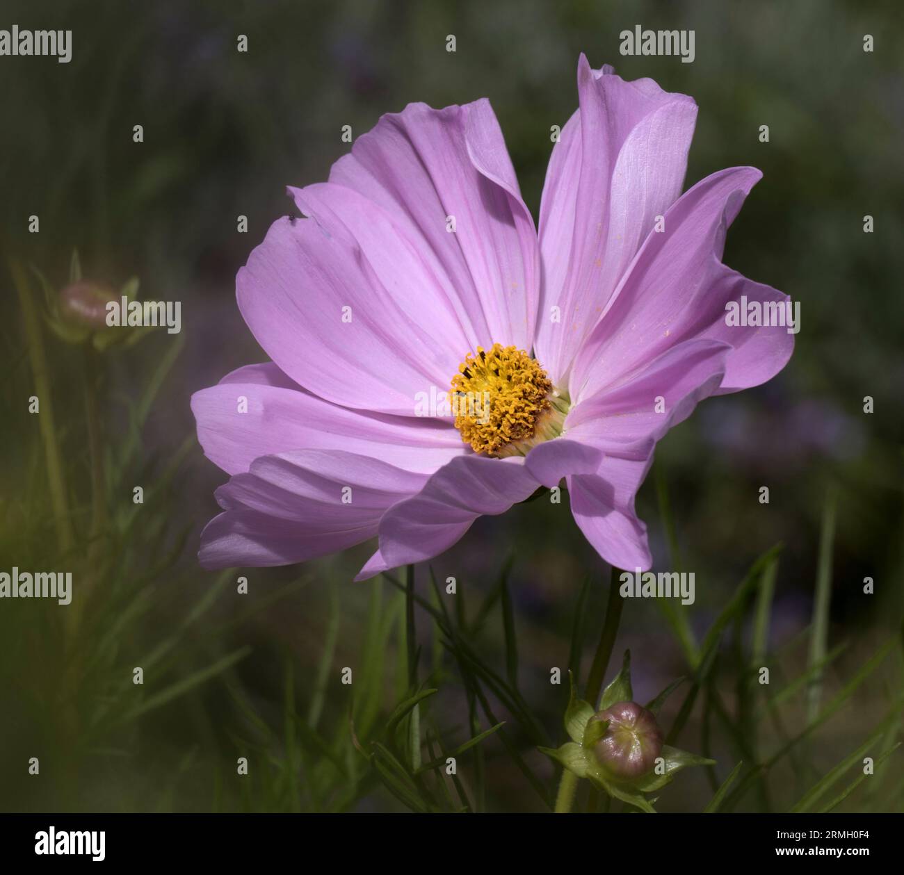 Pink Cosmos Daisy Stock Photo - Alamy
