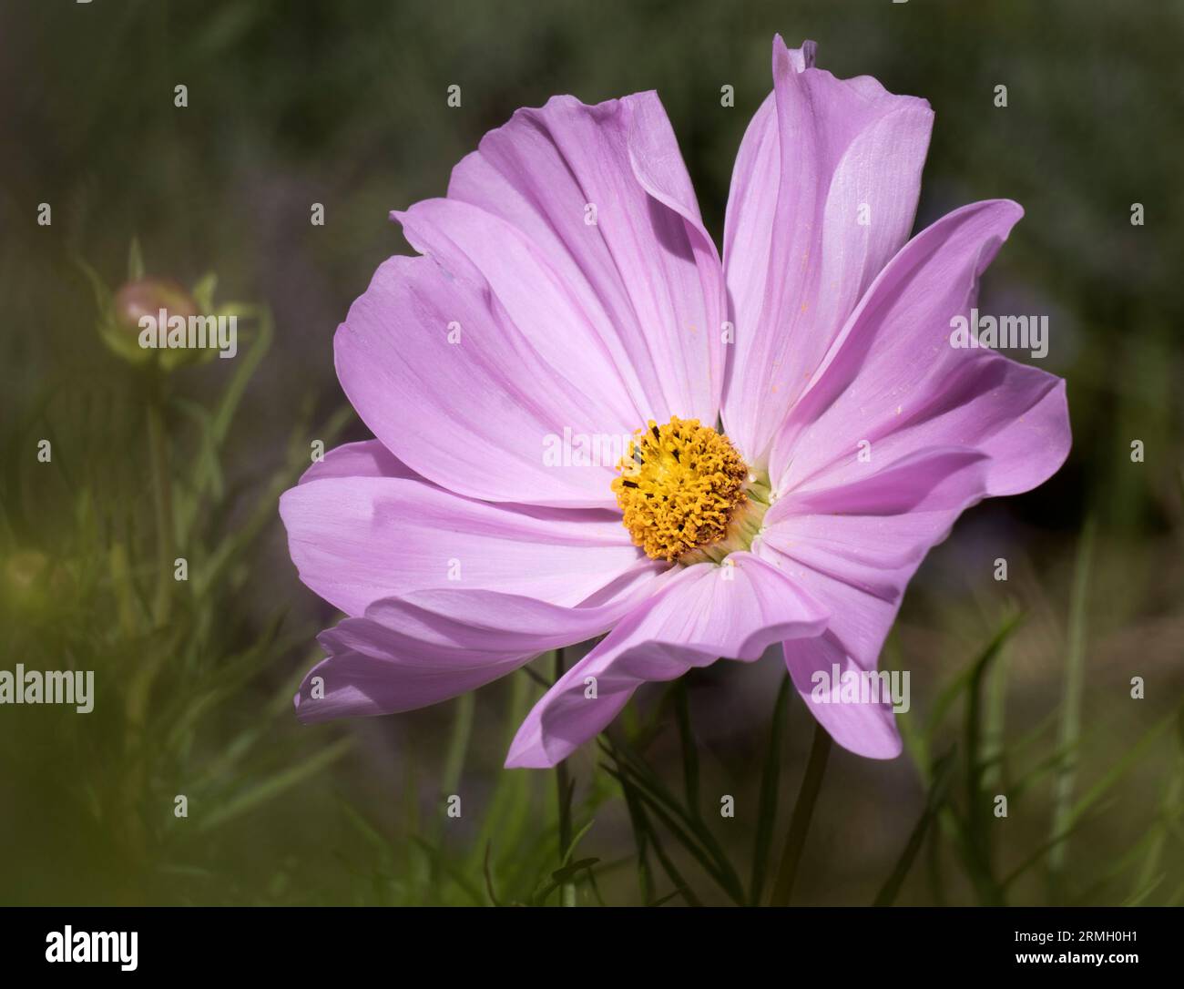Pink Cosmos Daisy Stock Photo - Alamy