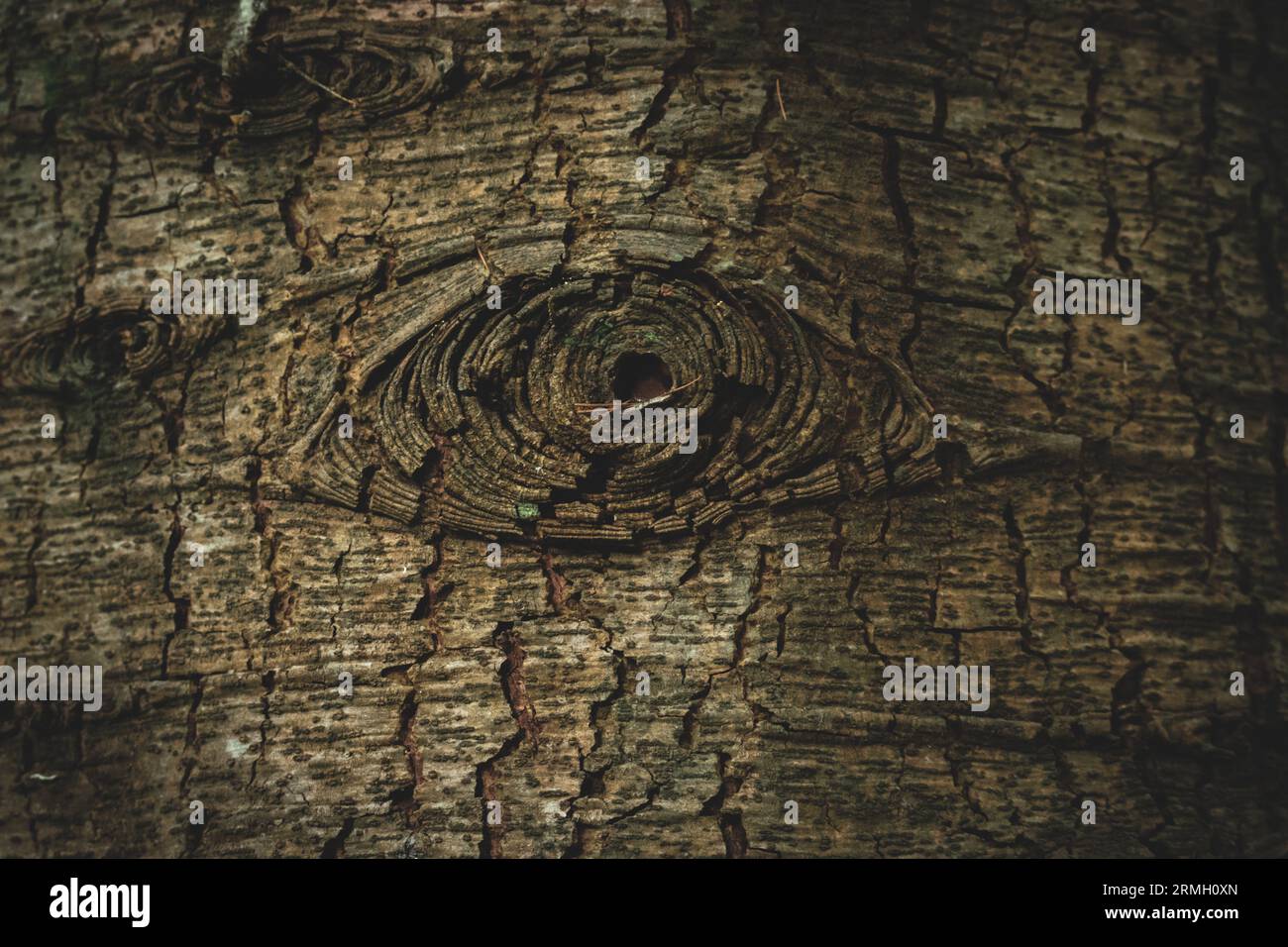 Eye of a tree Stock Photo - Alamy