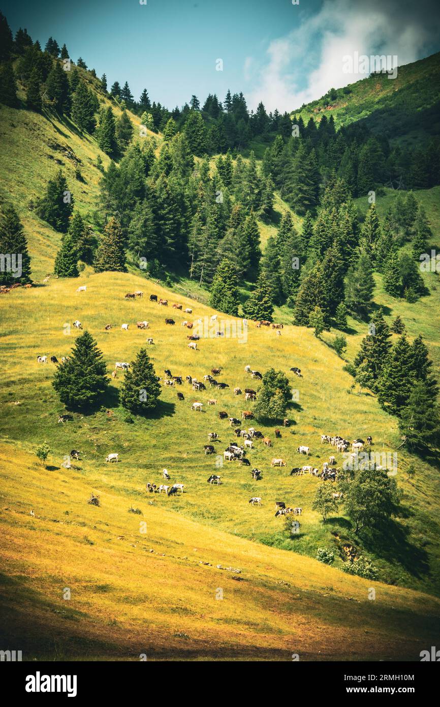 Italian alps landscape - pasture land with cows Stock Photo - Alamy