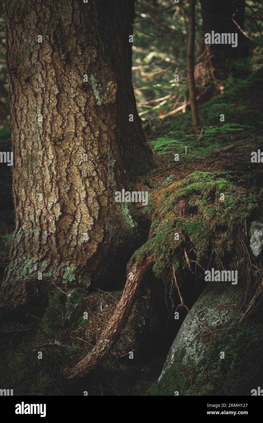 Trekking roots hi-res stock photography and images - Alamy
