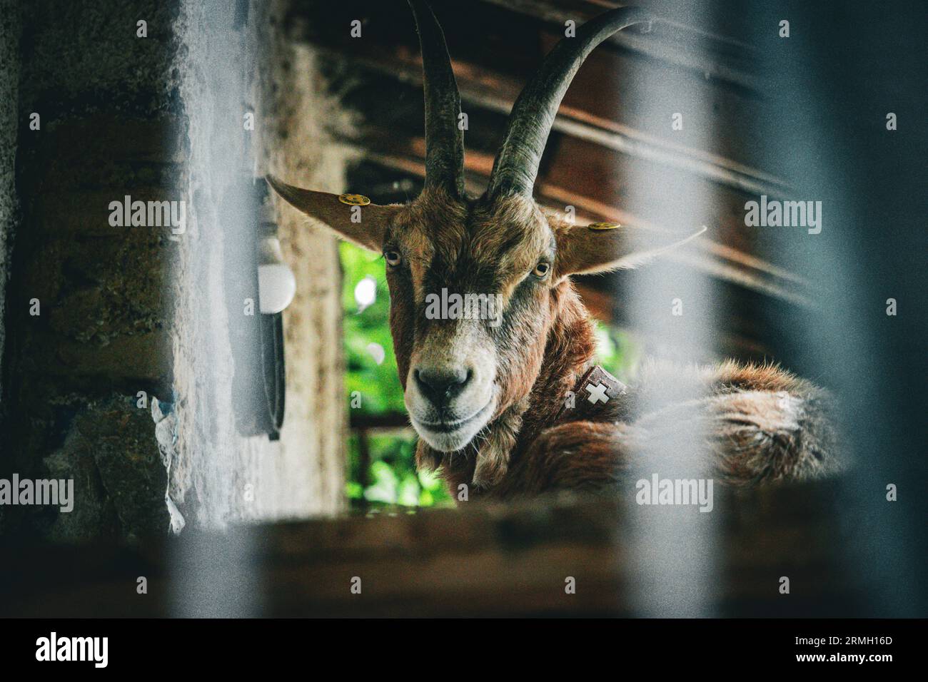 Imprisoned animals hi-res stock photography and images - Alamy