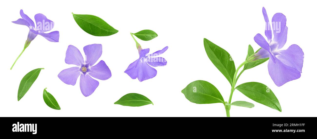 wild periwinkle flowers isolated on white background. Top view. Flat ...