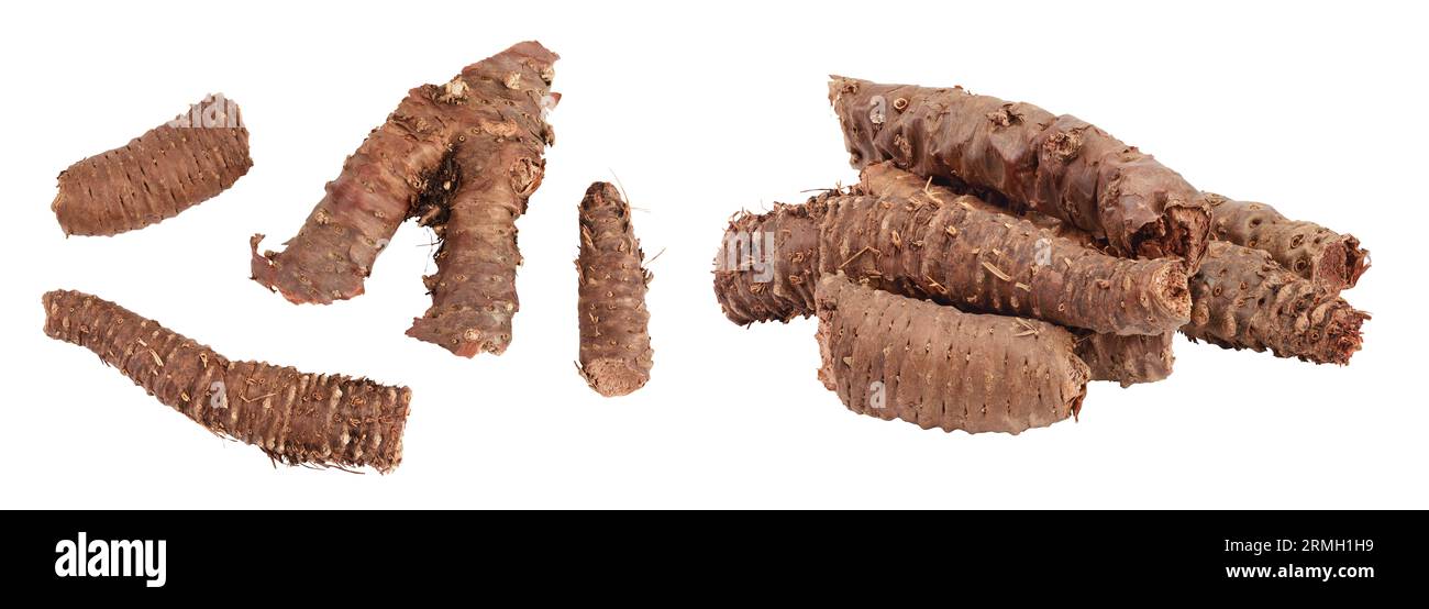 Rhodiola rosea root isolated on white background. Top view. Flat lay ...