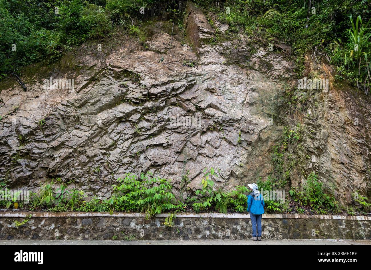 A female geologist studying a roadside outcrop of volcanic rocks ...