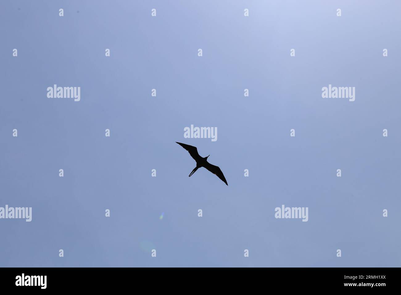 Magnificent Frigatebird flying. view from below Stock Photo - Alamy