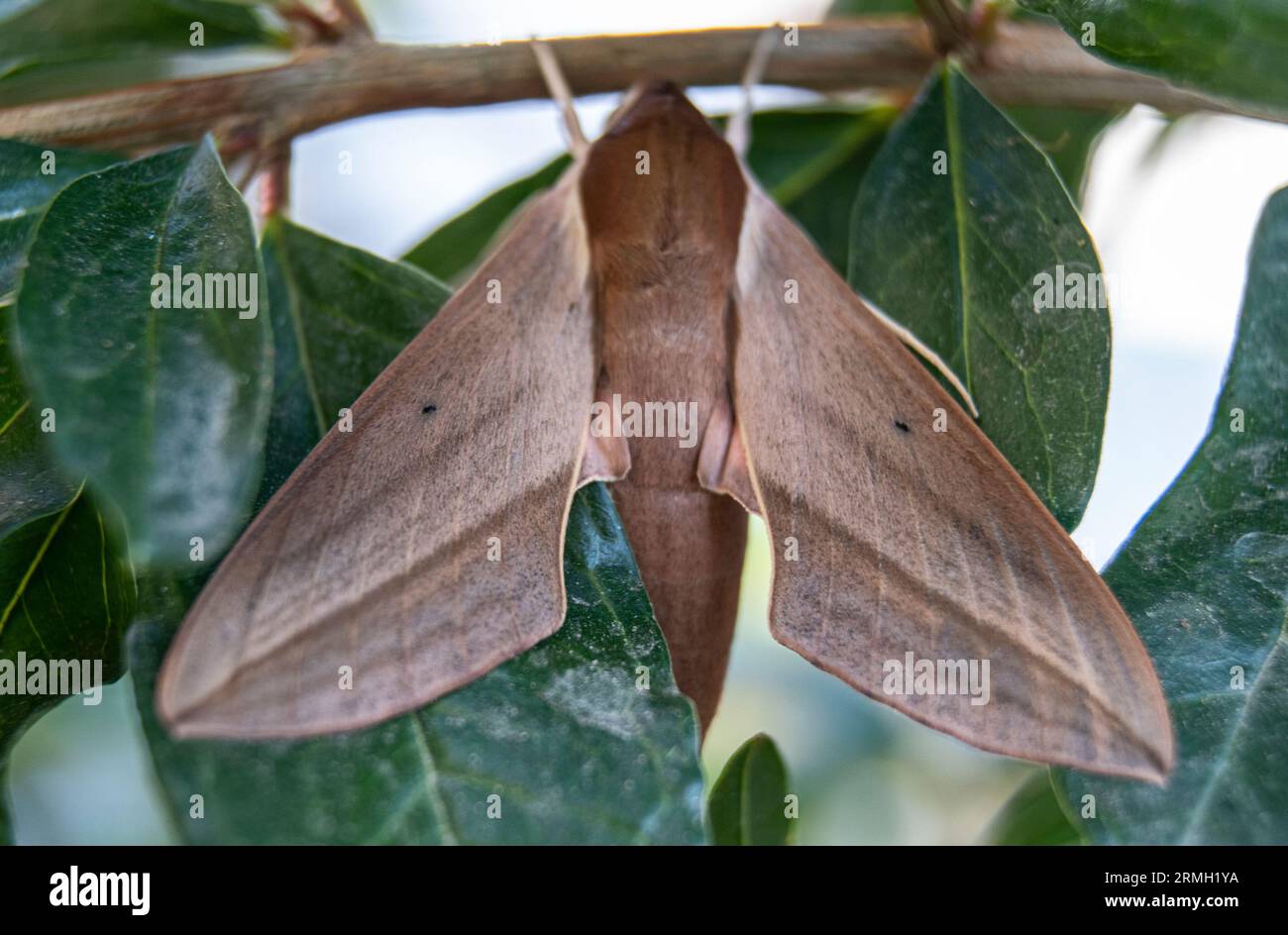 Moth leaf animal antenna hi-res stock photography and images - Alamy