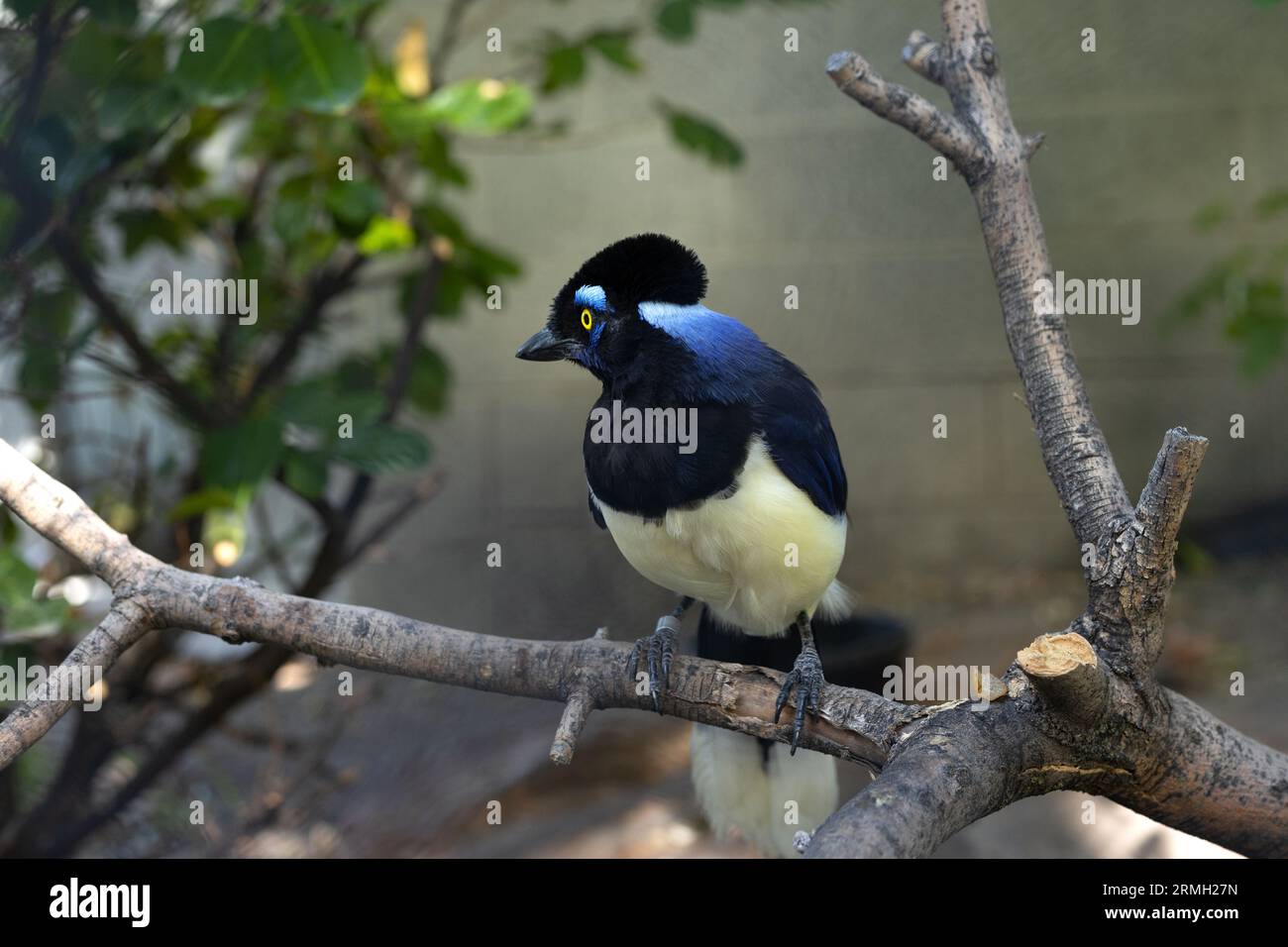 A plush-crested jay in a tree Stock Photo - Alamy