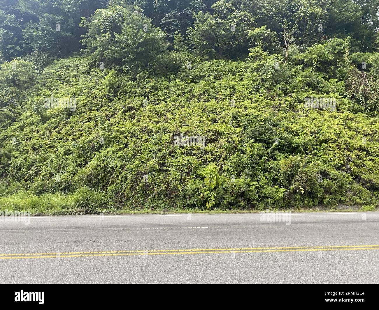 road asphalt in the forest nature countryside of Thailand, road ...