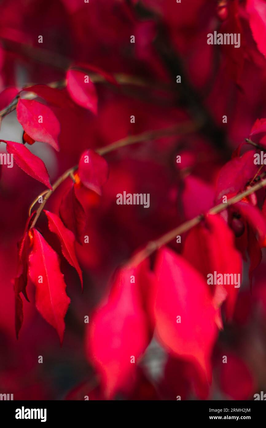 Bright red burgundy autumn leaves. Autumnal natural seasonal vertical ...