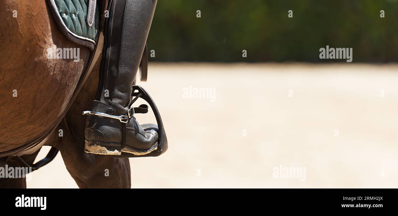 Rear view of a rider sitting in the saddle on a bay horse. Equestrian ...