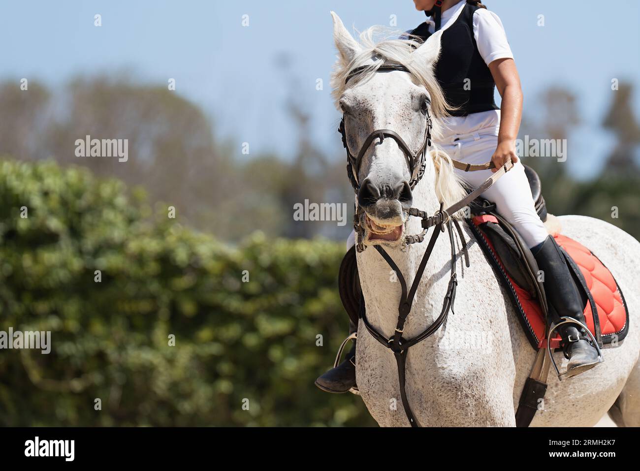 Kid ride horse. Horseback riding lesson for young jockey in equestrian ...