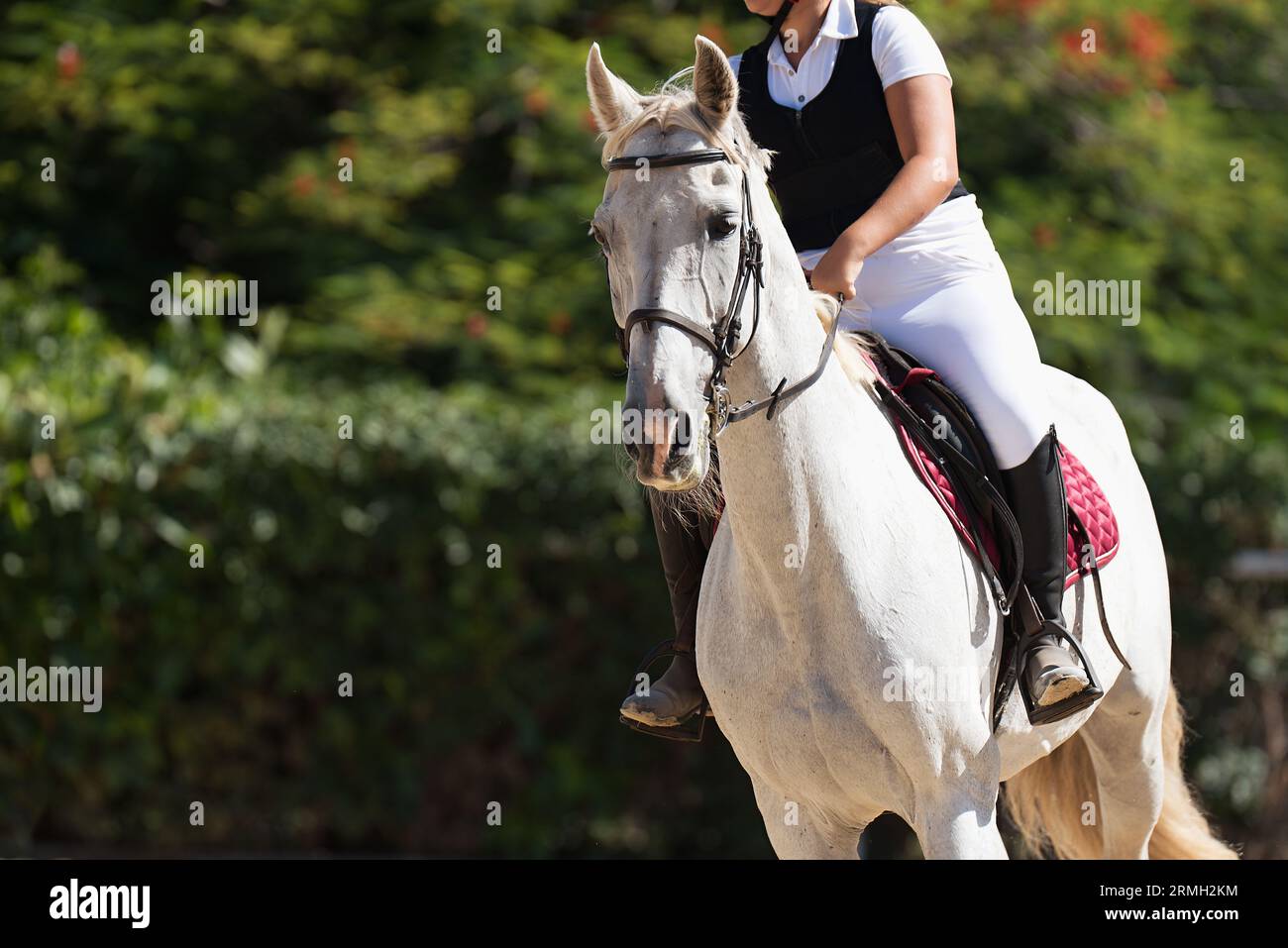 Kid ride horse. Horseback riding lesson for young jockey in equestrian ...