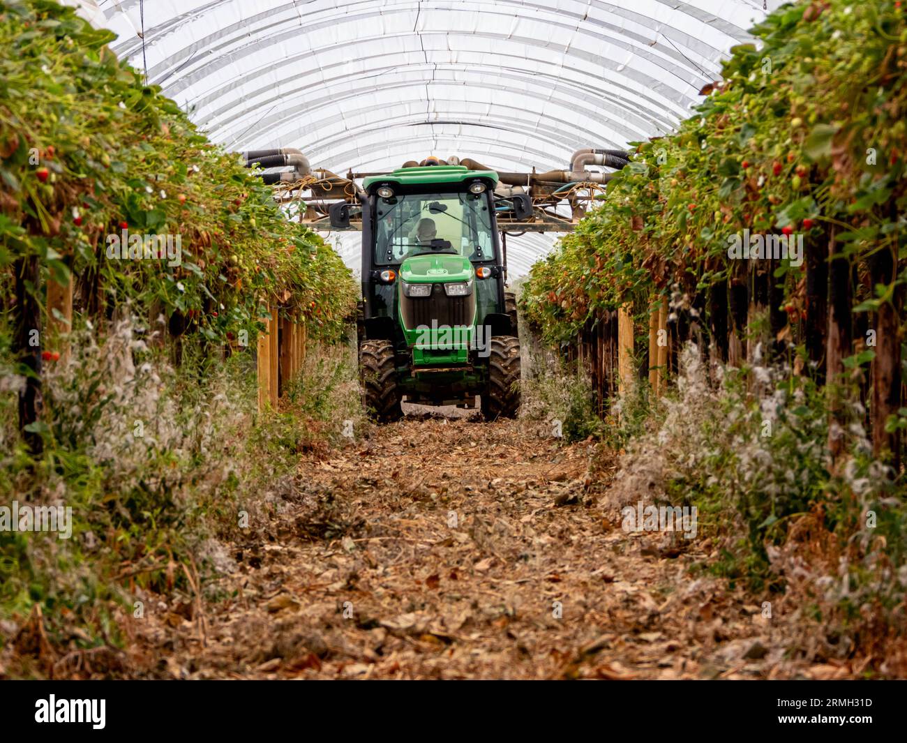 Grow tunnels hi-res stock photography and images - Alamy
