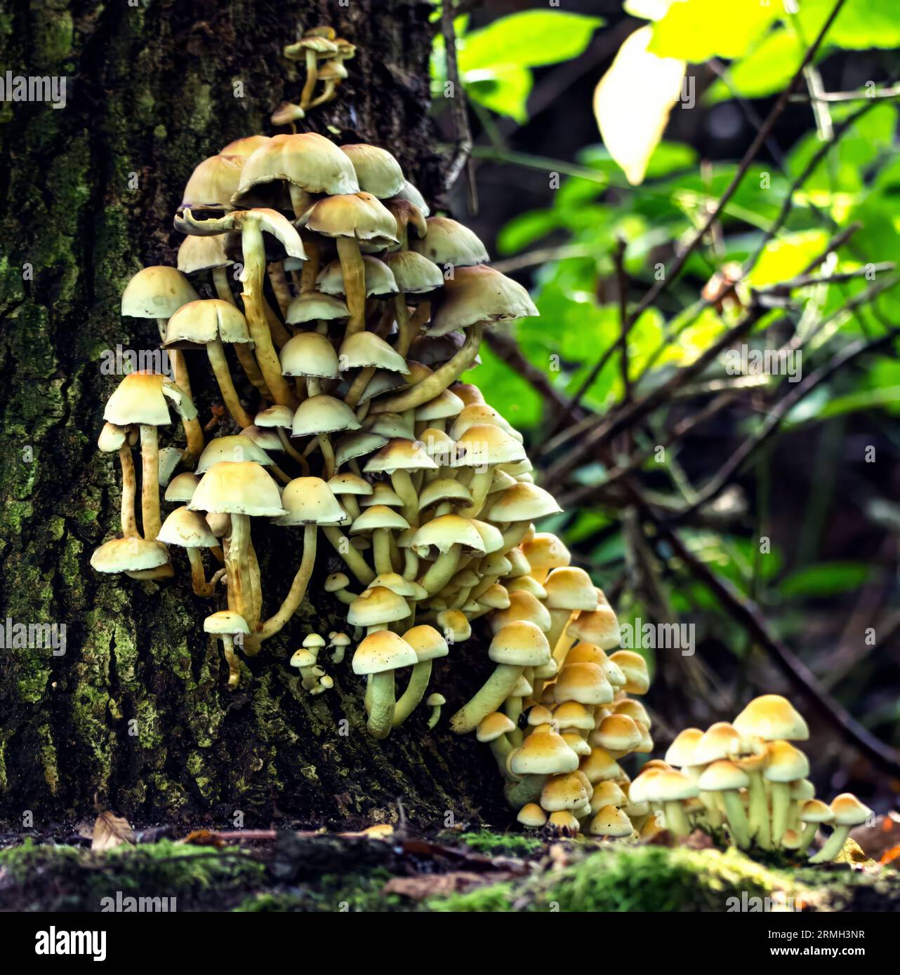 Pilz hintergrund hi-res stock photography and images - Alamy