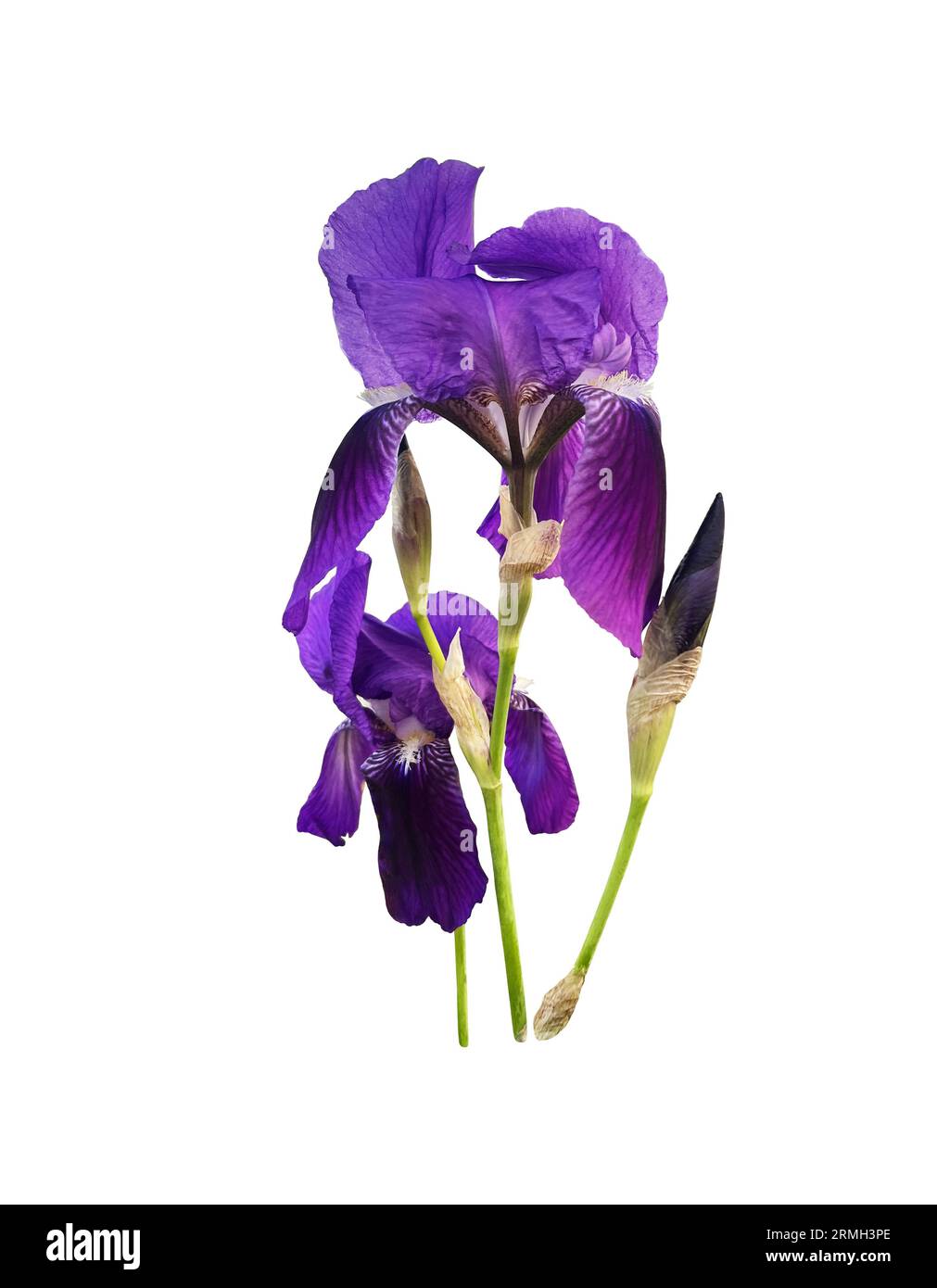 Iris dark bright violet flower with leaves close-up, cutout with ...