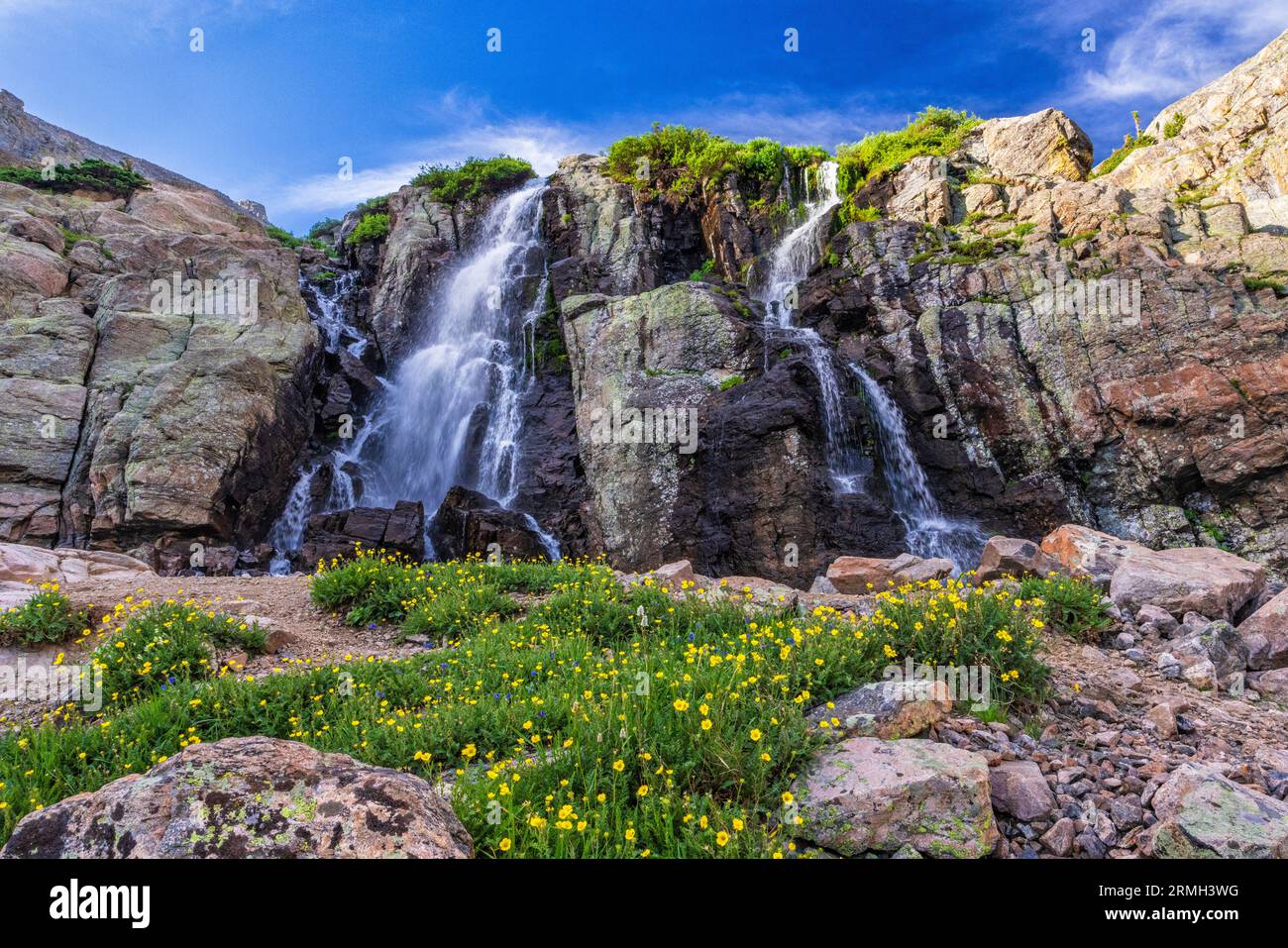 Yellow cinqufoil wildflowers line the base of Timberline Falls in Rocky ...