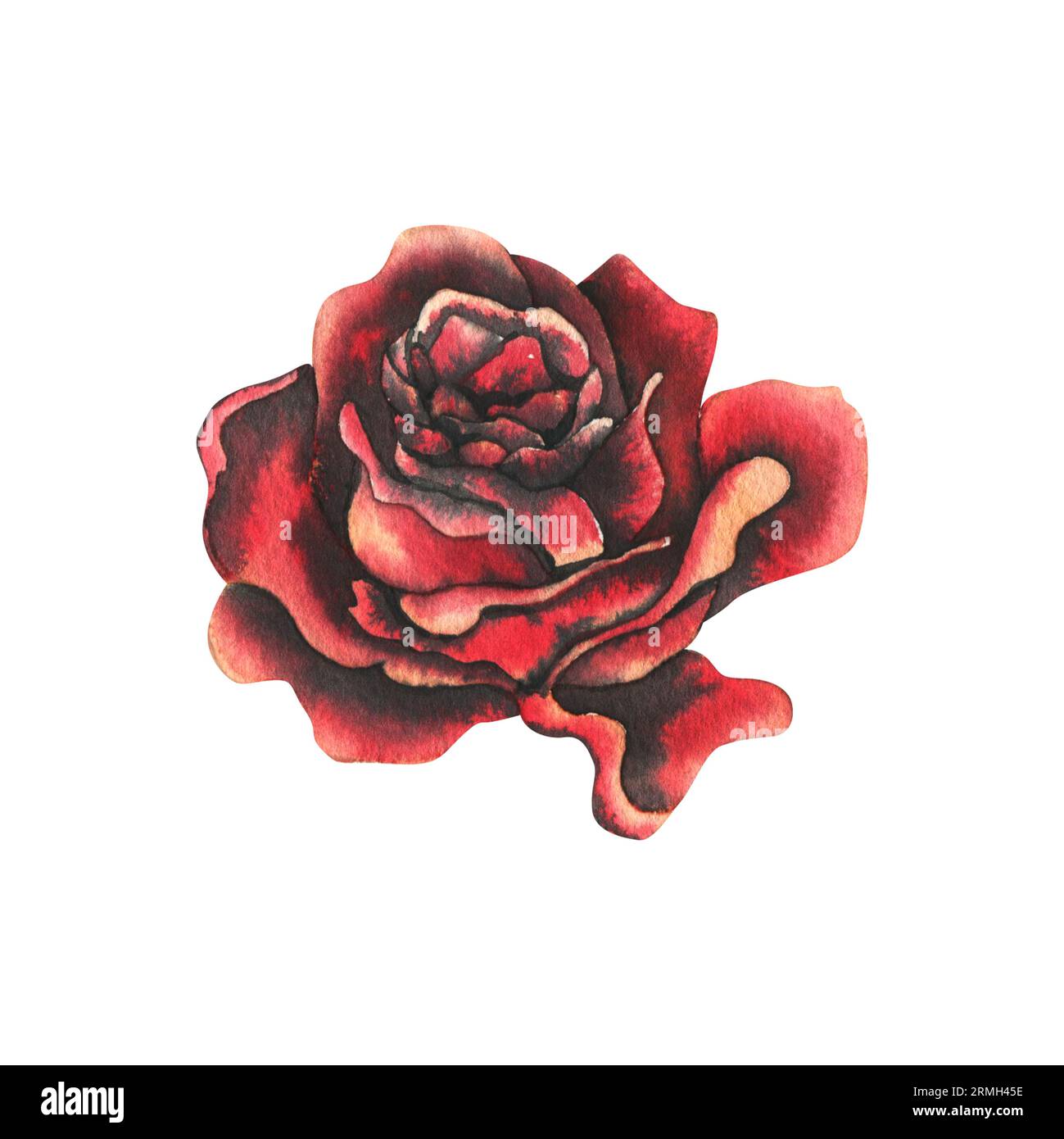 Flower of red and black roses. Hand drawn watercolor illustration for ...