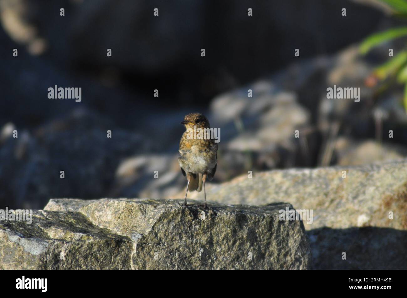 A young robin (Erithacus rubecula) standing on a rock in Lochranza ...