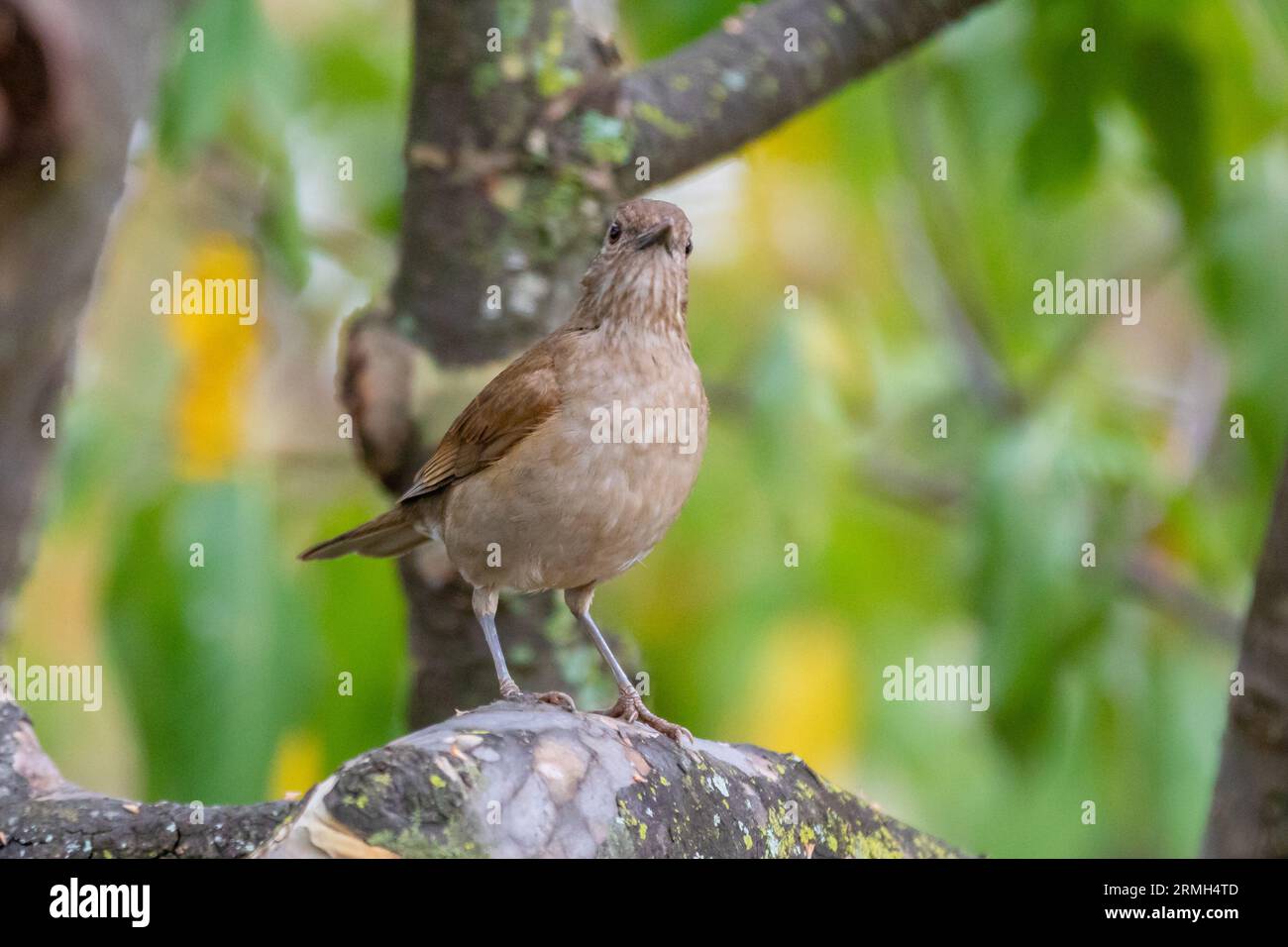 White Thrush or White Thrush (Turdus amaurochalinus) in selective focus, also known as "orange ...