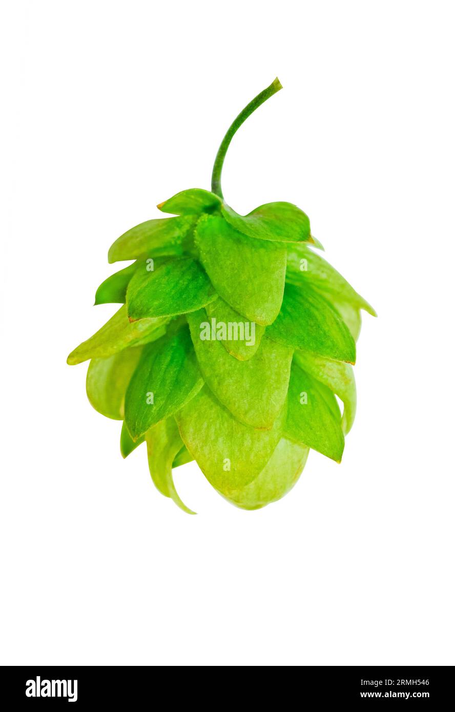 Fresh Green Hop plant cone isolated on white background. Brewery ...