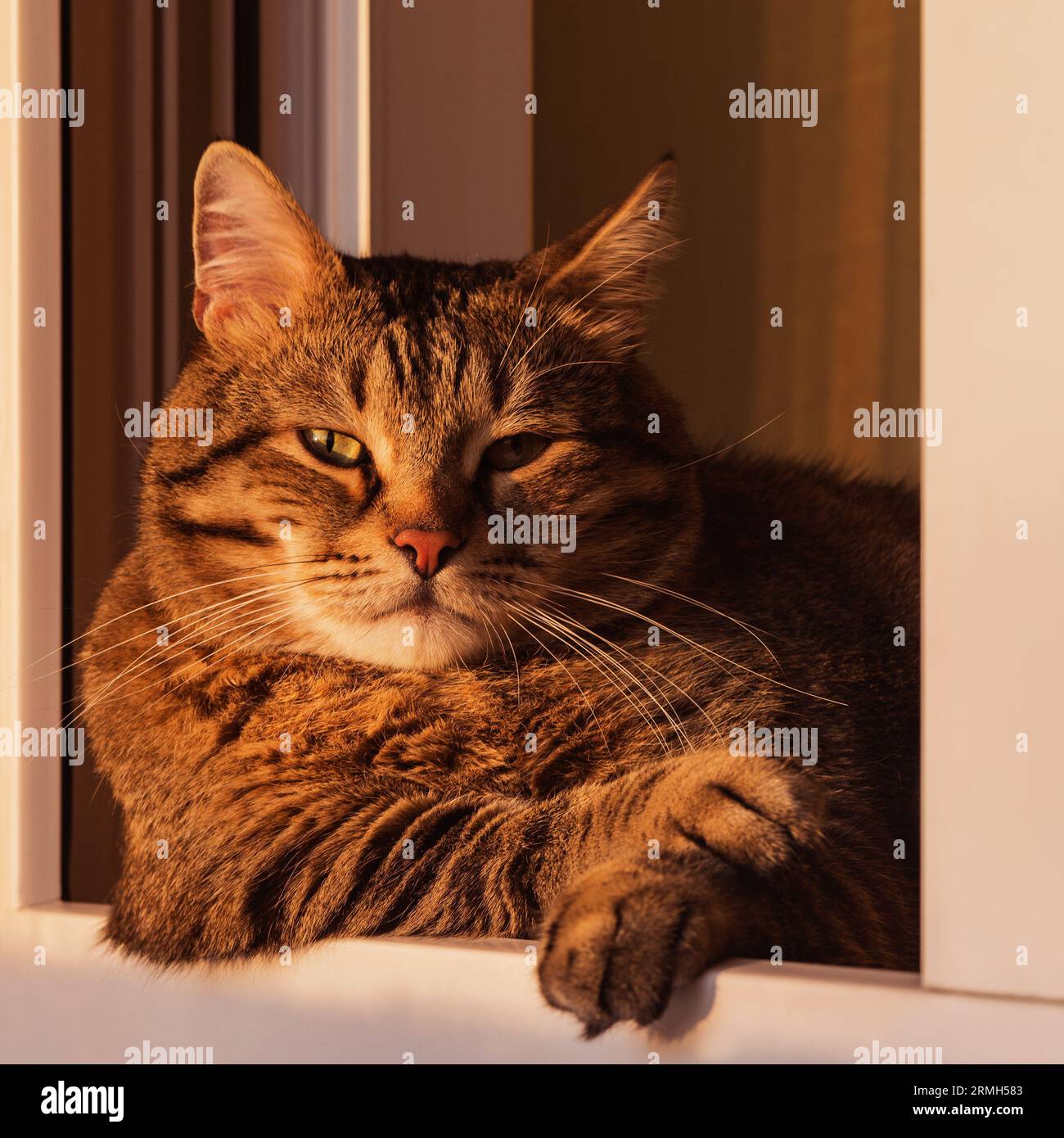 Cute cat sits by the window at sunset Stock Photo - Alamy