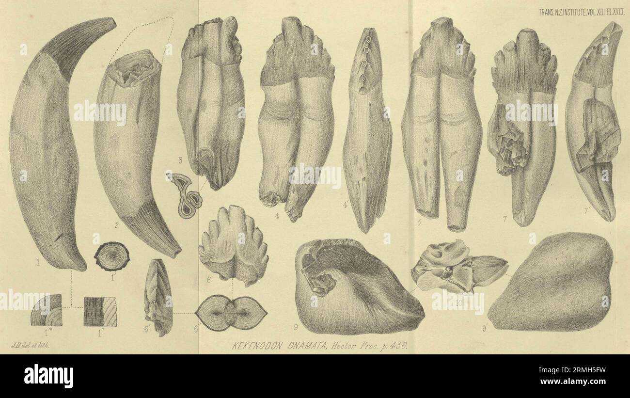 Teeth of Kekenodon onamata Stock Photo - Alamy