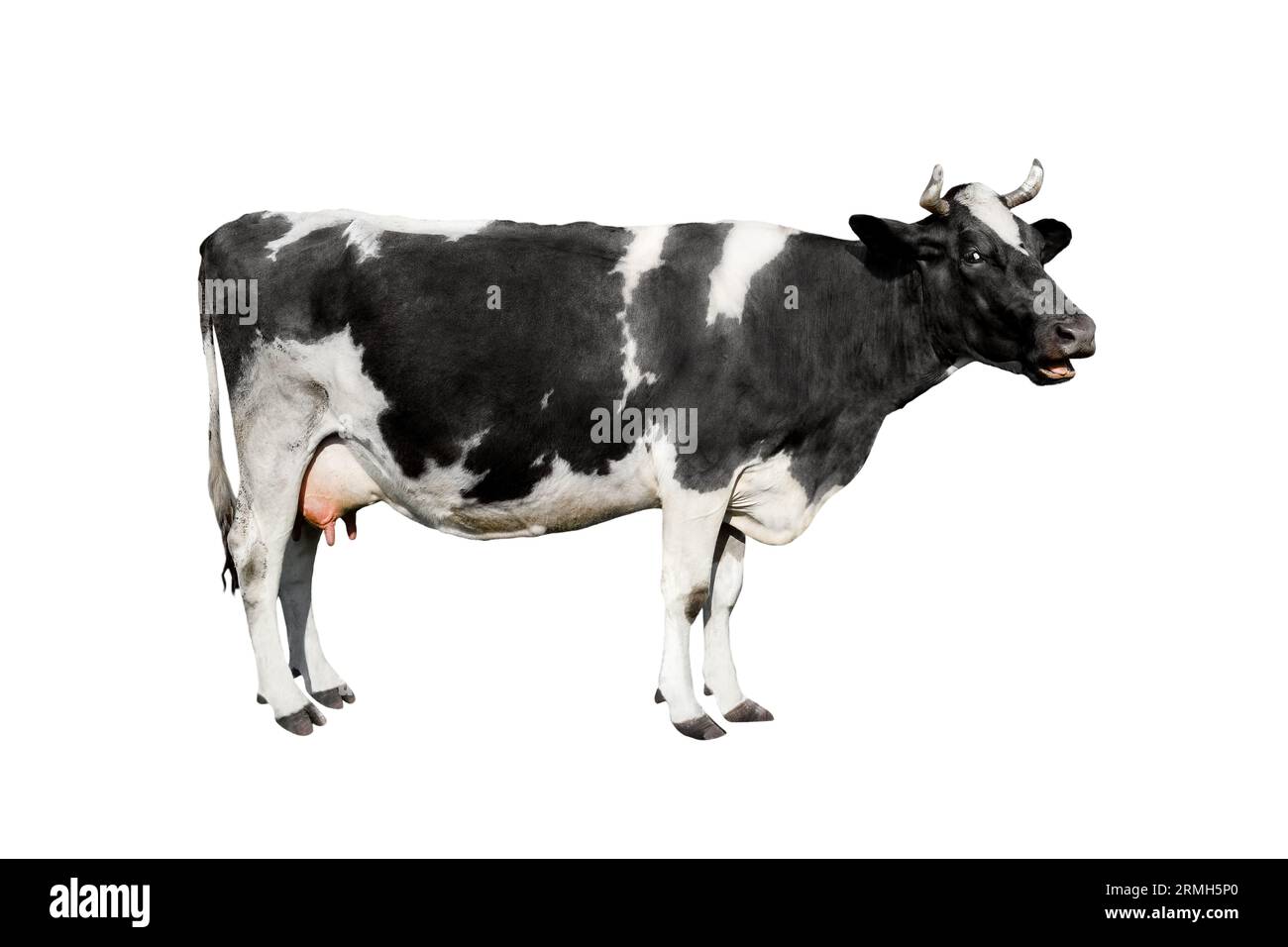 Cow full length isolated on white background. Spotted black and white ...