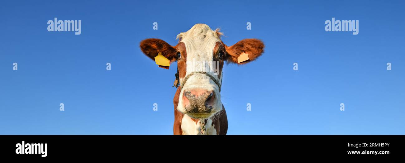 Red spotted cow grazing on the field. Farm animals concept. Close up ...