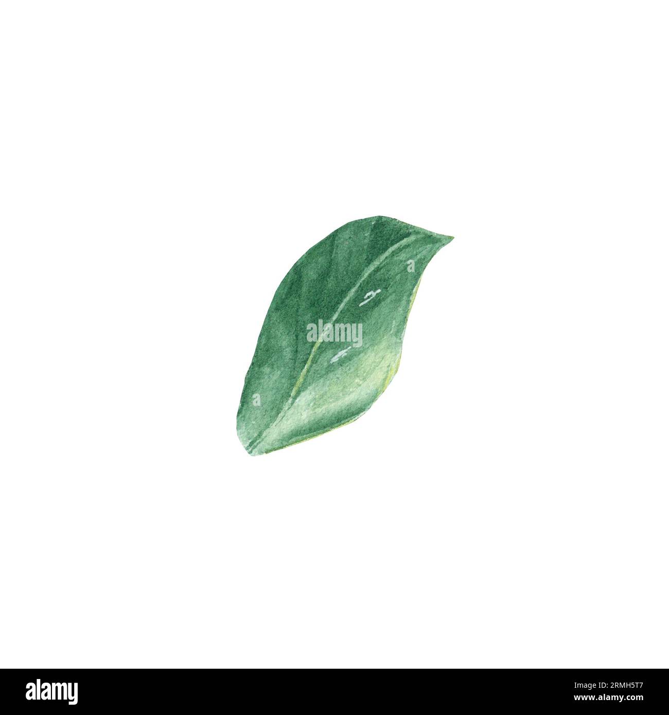 Watercolor illustration of lemon leaves, hand-painted in botanical ...