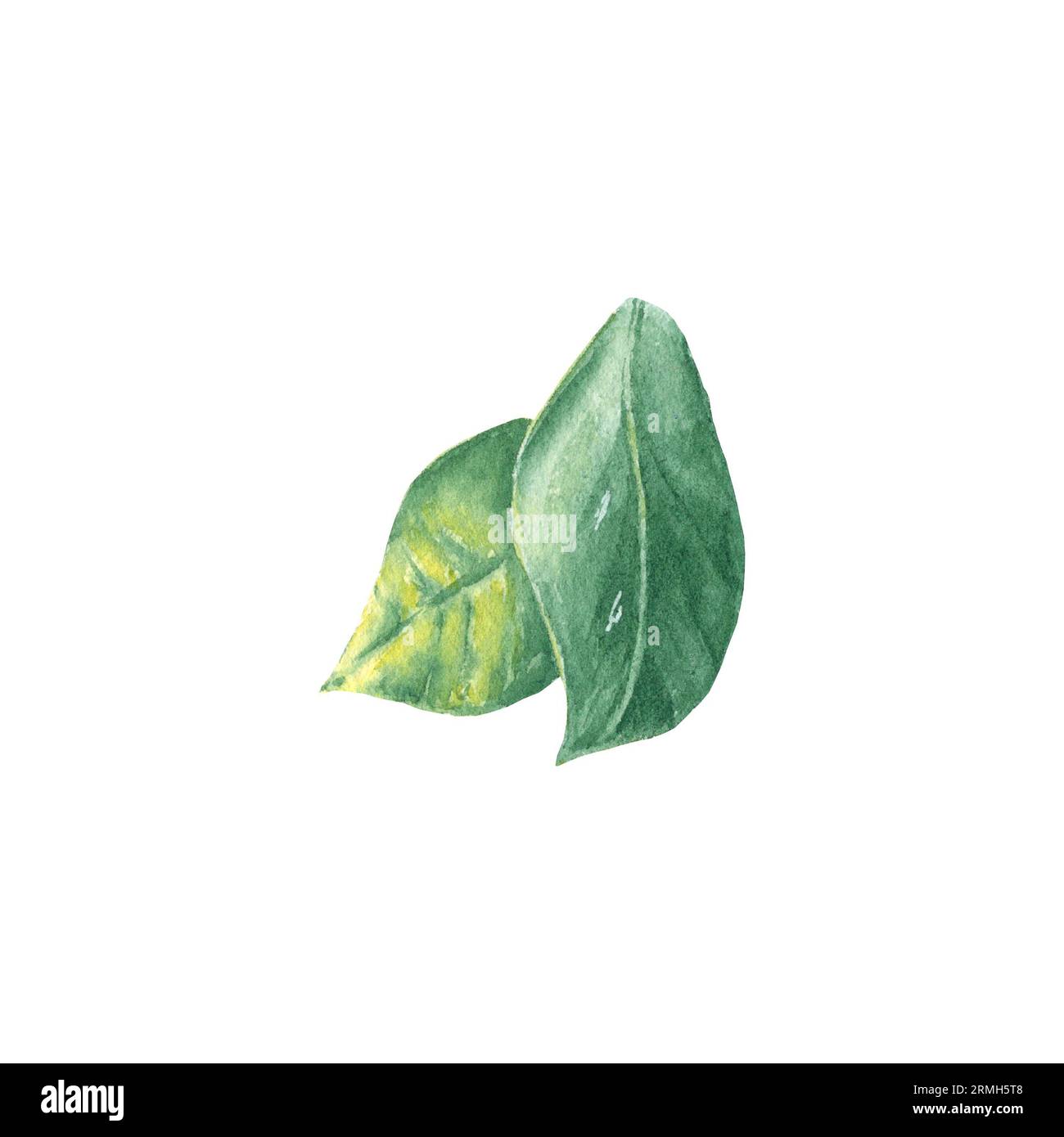 Watercolor illustration of lemon leaves, hand-painted in botanical ...