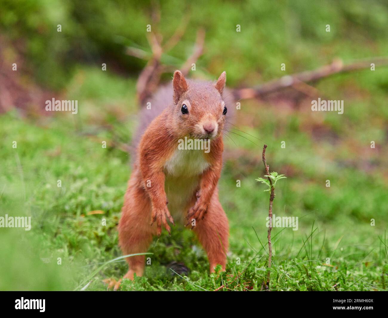 Red Squirrel (Sciurus vulgaris) in a forest in Inverness-shire, Scottish Highlands, UK Stock ...