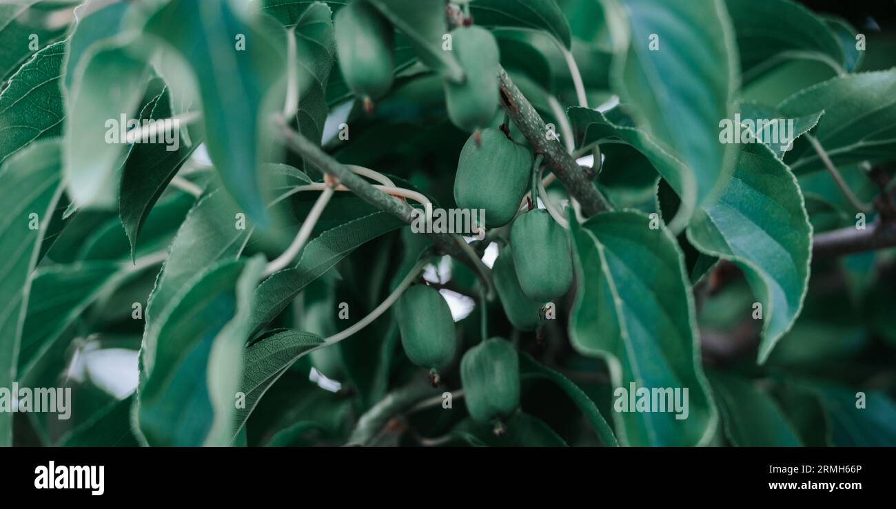 Mini kiwi baby fruit actinidia arguta growth in the garden. Horizontal ...