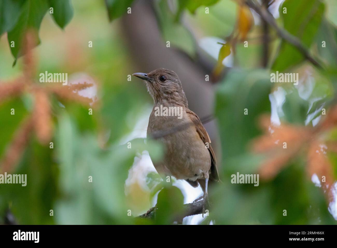White Thrush or White Thrush (Turdus amaurochalinus) in selective focus, also known as "orange ...