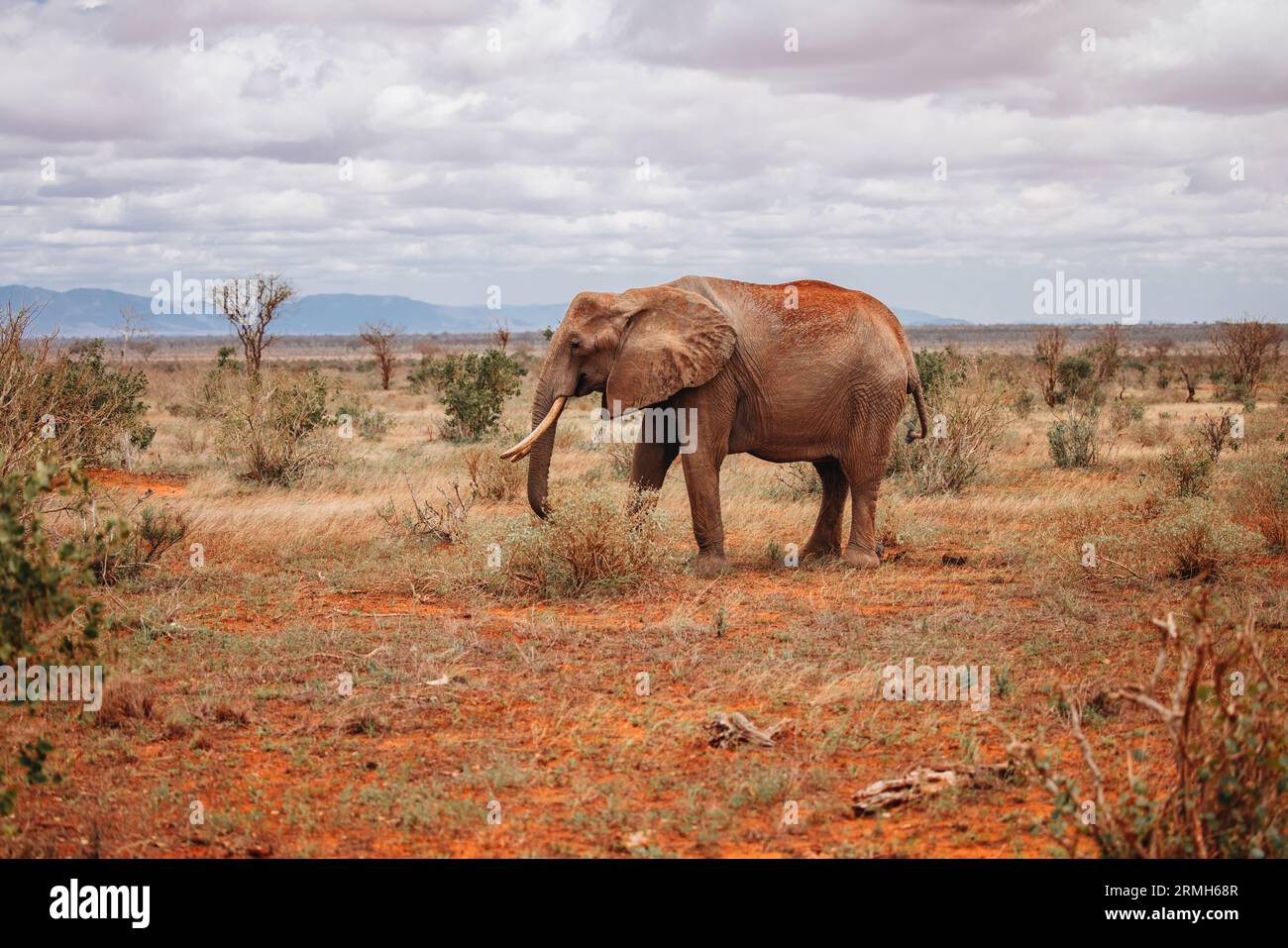 Africa kenya elephant eats grass hi-res stock photography and images ...