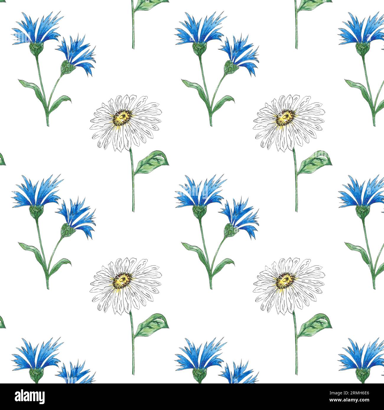 Blue cornflower illustration hi-res stock photography and images - Alamy