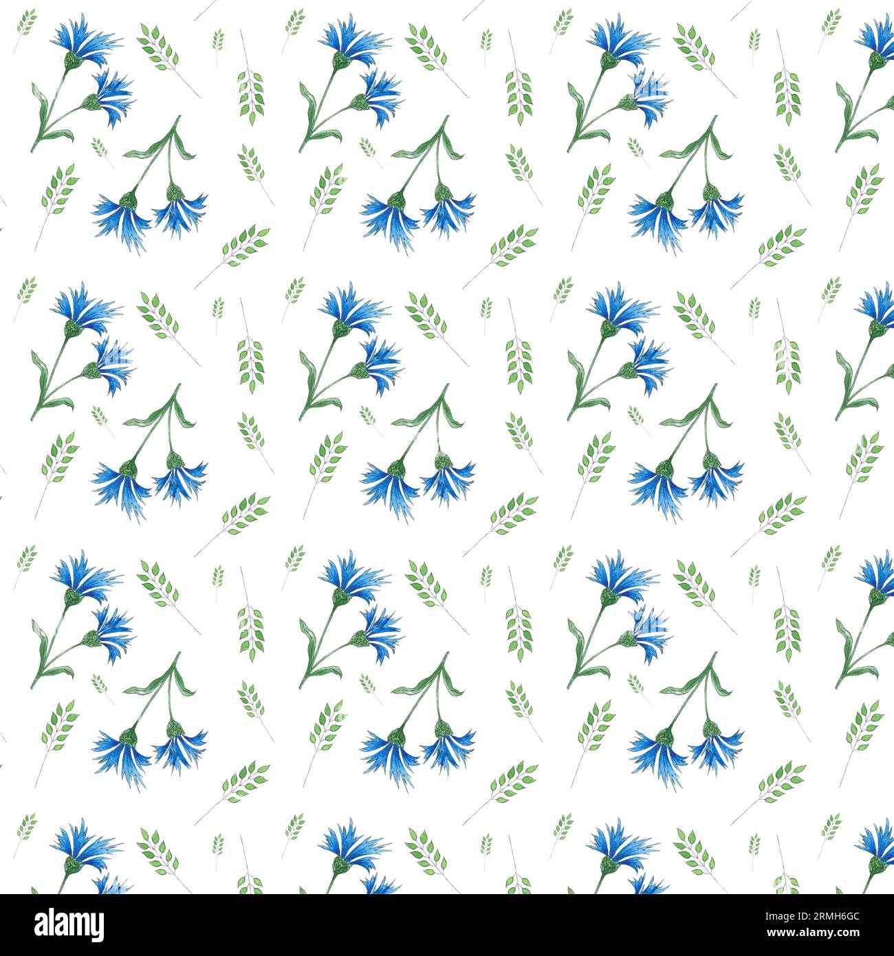 Watercolor seamless pattern with cornflower wildflowers on white ...