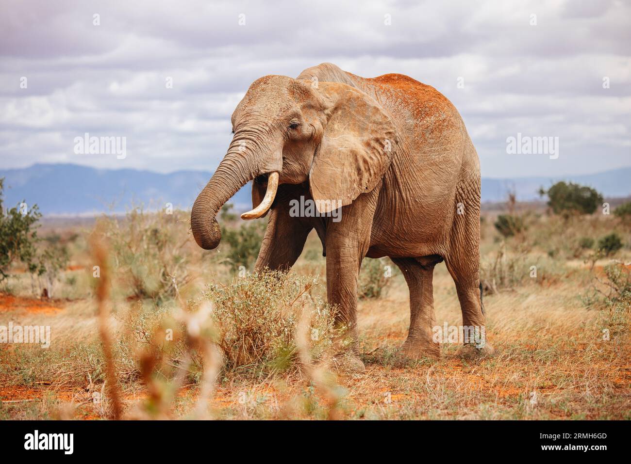 Africa kenya elephant eats grass hi-res stock photography and images ...