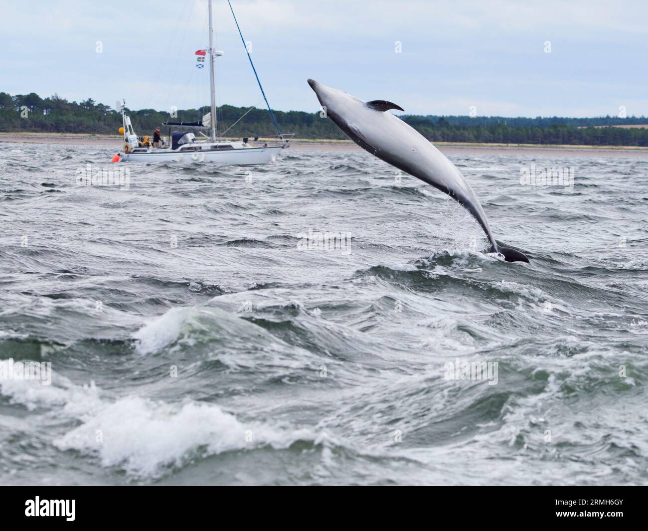 Bottlenose dolphin (Tursiops truncatus) breaching, jumping, leaping in ...
