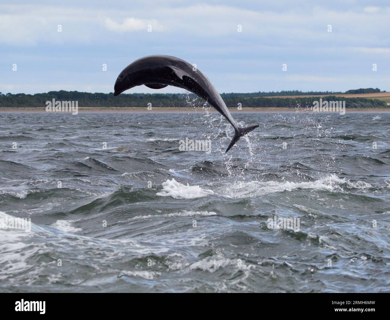 Bottlenose dolphin (Tursiops truncatus) breaching, jumping, leaping in ...